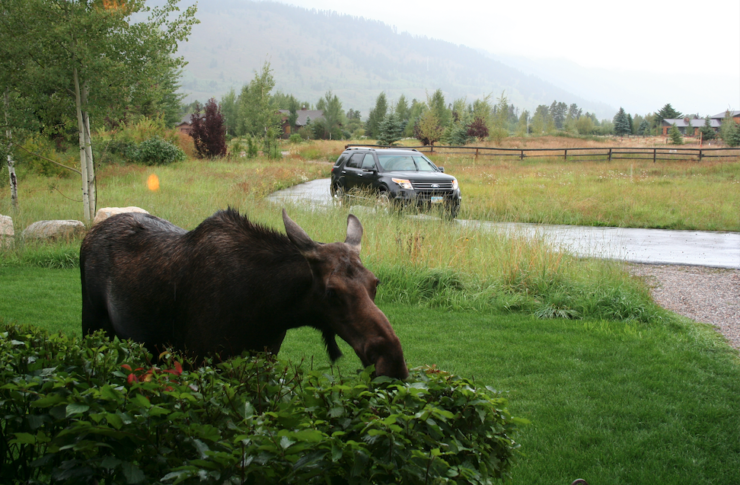 Wolves, Moose, Mountain Lions and Bears Once Roamed Rhode Island ...