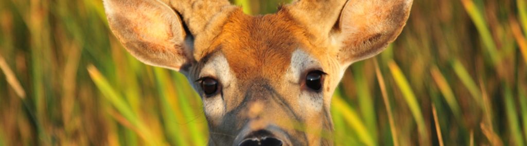 Wildlife White-tailed deer buck FWS - Online Review of Rhode Island History