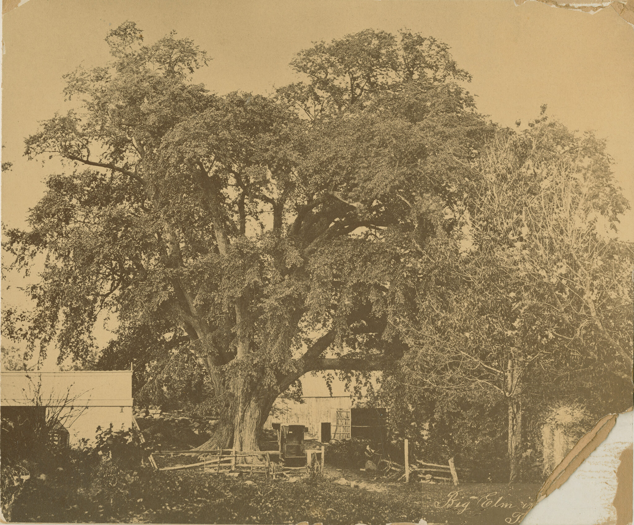 Trees Johnston Elm 1895 PPL - Online Review of Rhode Island History